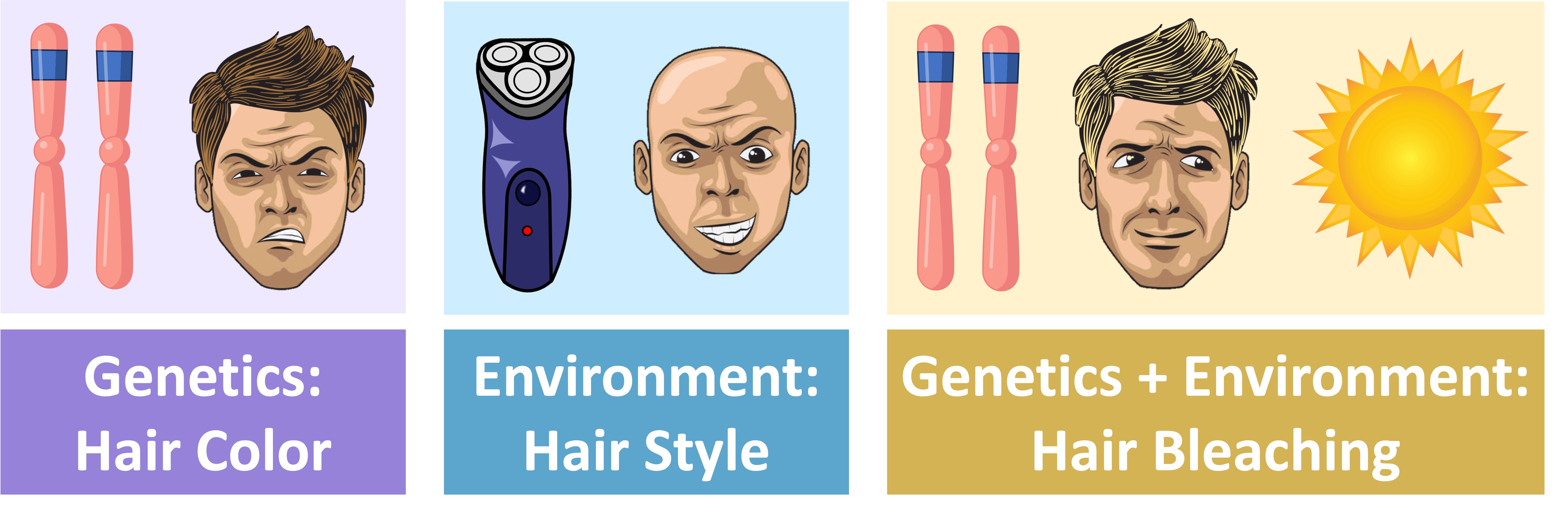 Phenotype